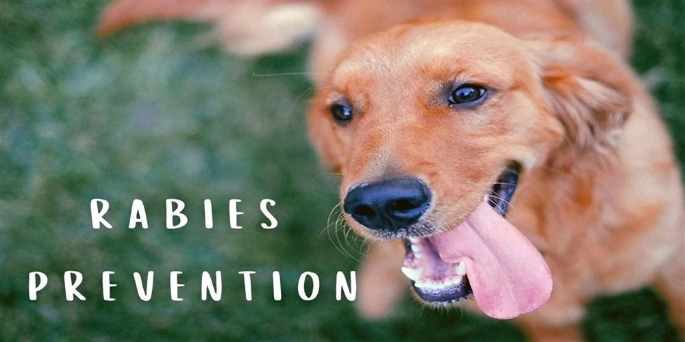 Rabies Information – Archuleta County Public Health